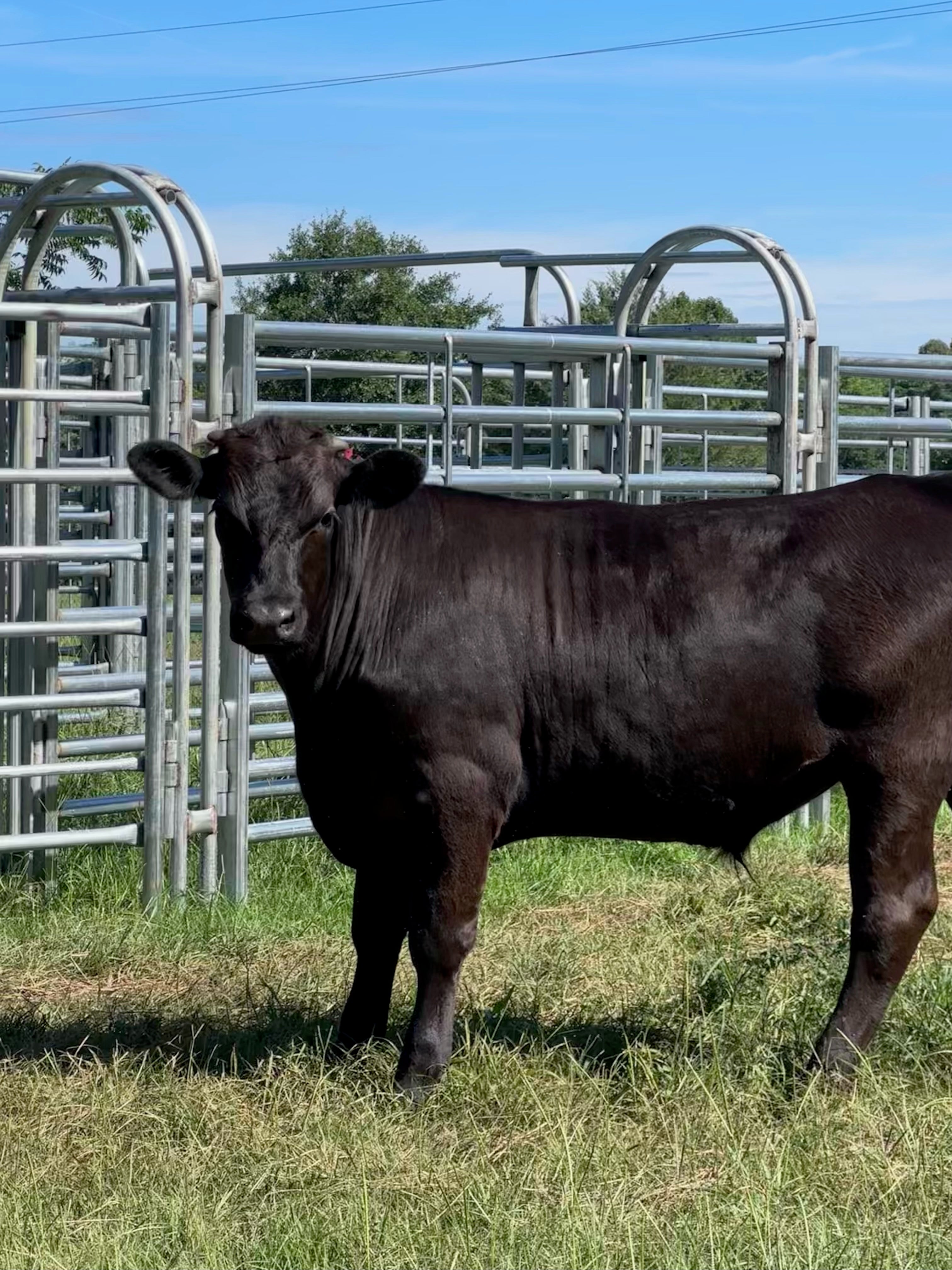 1/4 Cow Share Deposit – Venison Vines Farm